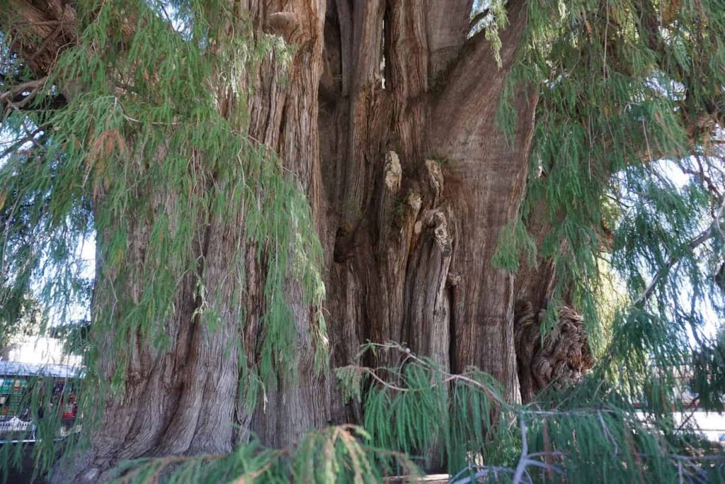 Mayan Temples - The most important Mayan Ruins in Mexico